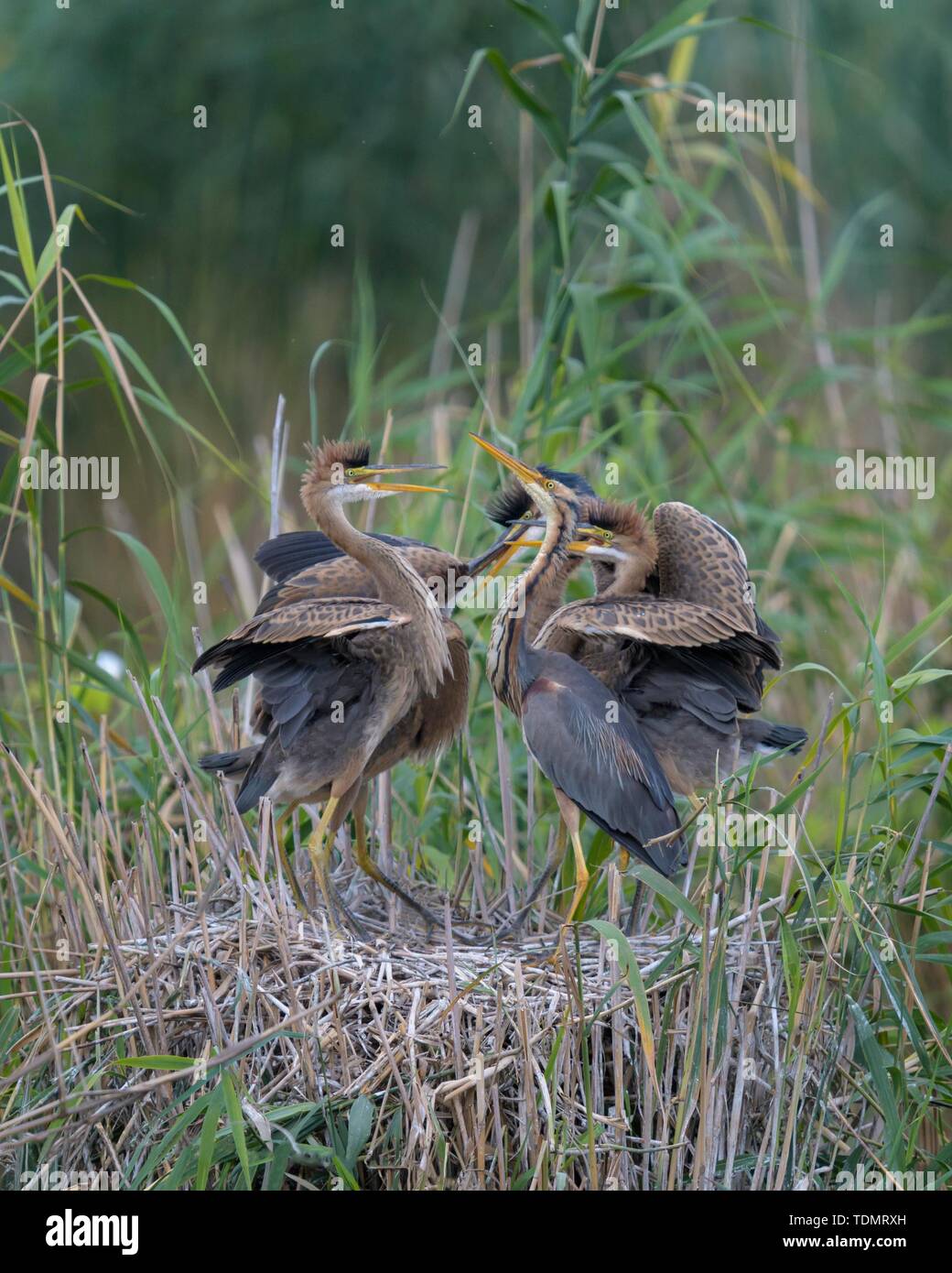 Purple heron (Ardea purpurea), young birds begging adult bird for food ...