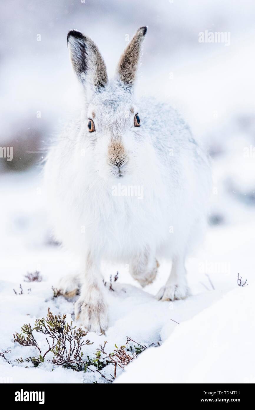 Mountain hare (Lepus timidus) in winter fur sits in the snow, Highlands ...