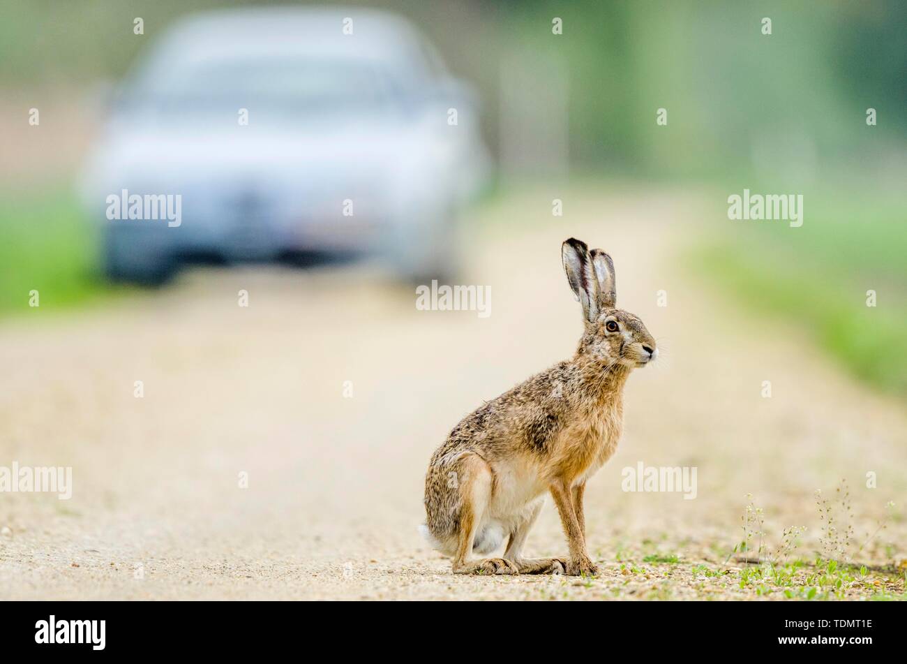 Car behind road hi-res stock photography and images - Alamy