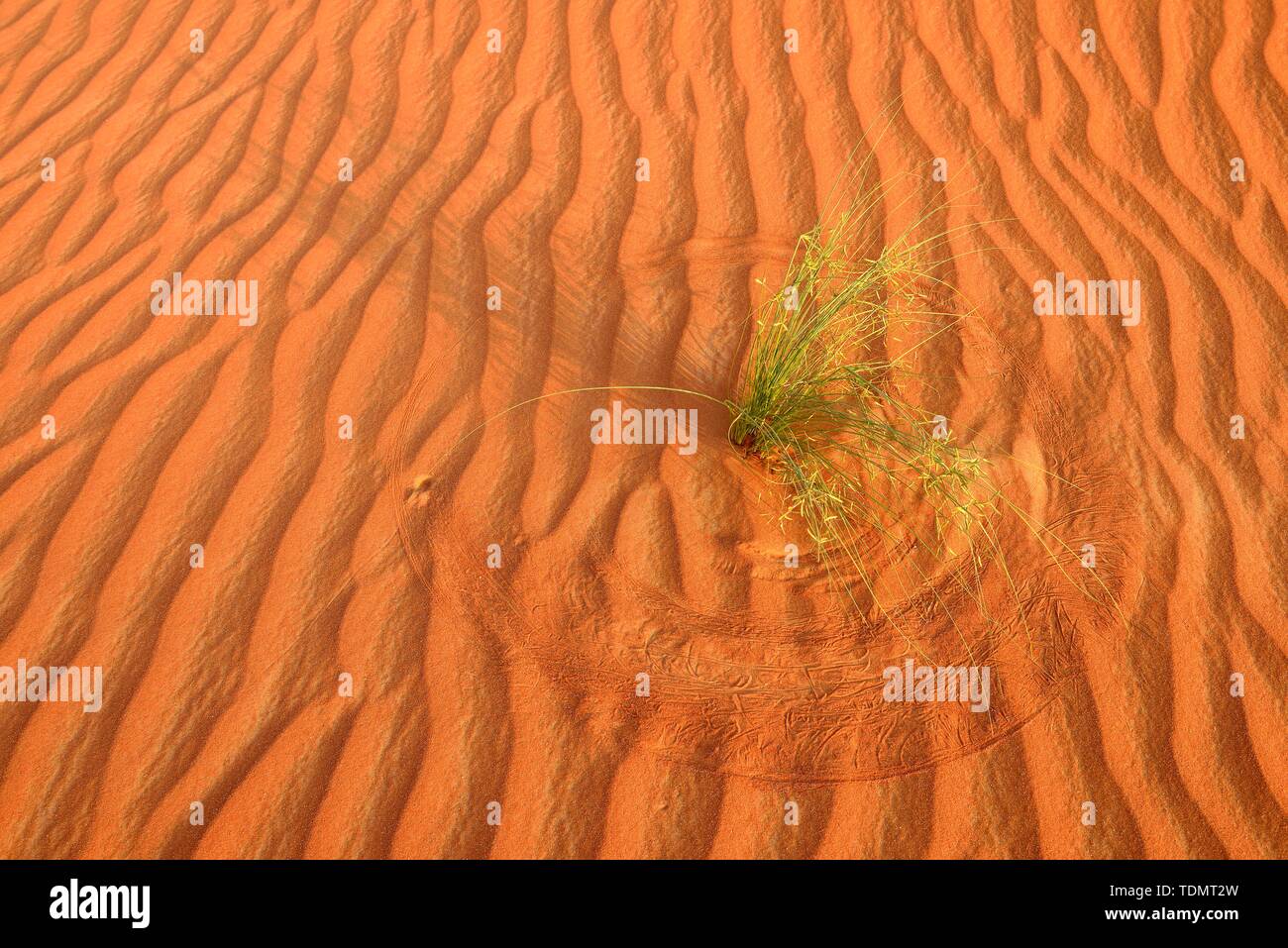 Sand ripples, texture on a sanddune, Tassili n'Ajjer National Park ...