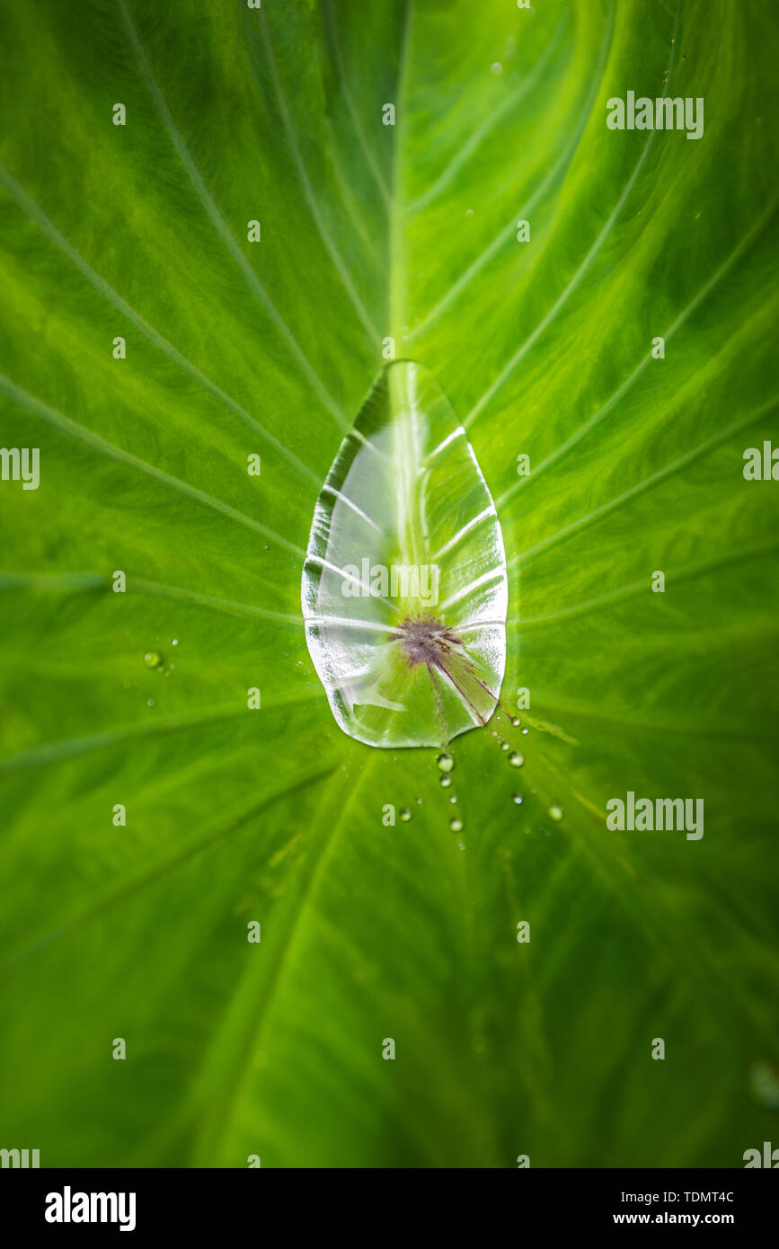 Leaves dewy plants rain veins hi-res stock photography and images - Alamy