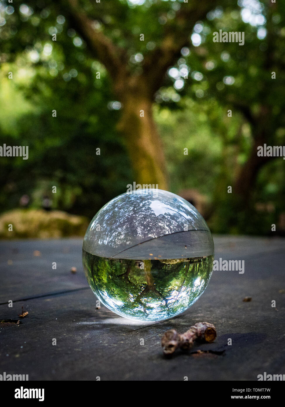 Tree reflection in glass ball on wood table Stock Photo - Alamy