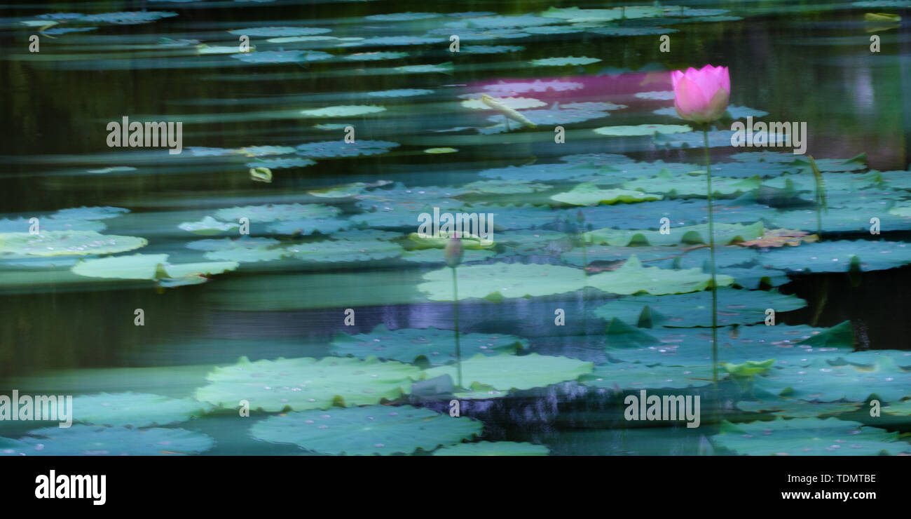 Residual lotus leaves hi-res stock photography and images - Alamy