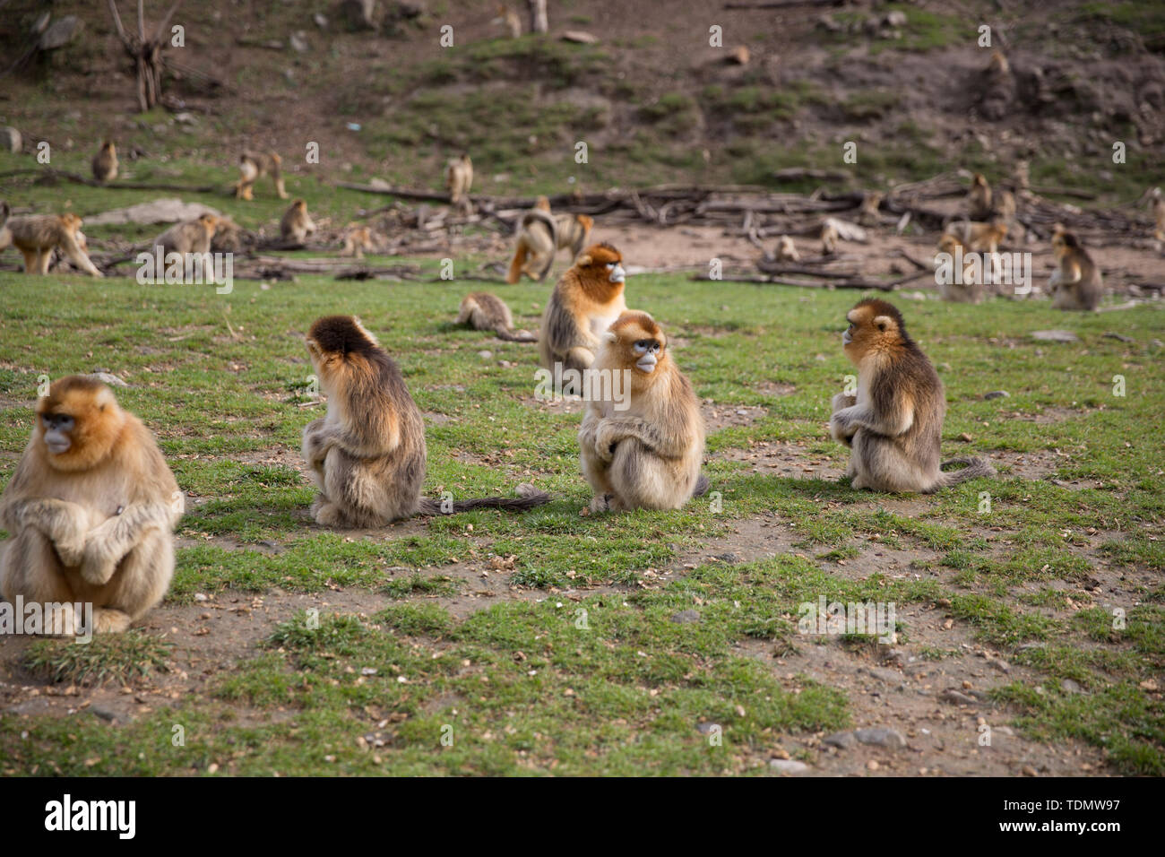 Shaanxi qinling golden silk monkey taibai mountain to protect animals ...