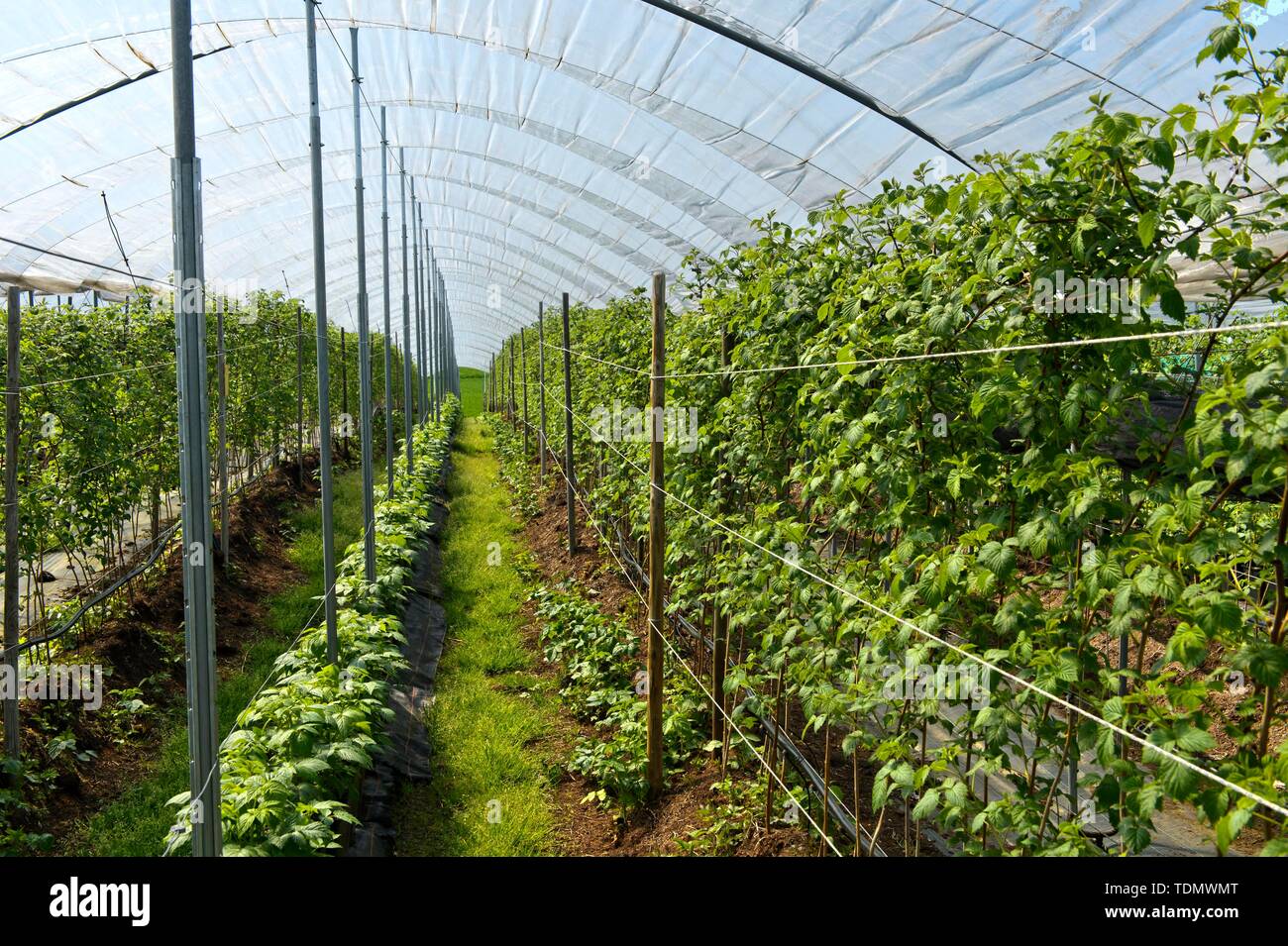 Cultivation of raspberries rubus idaeus in a greenhouse hi-res stock ...