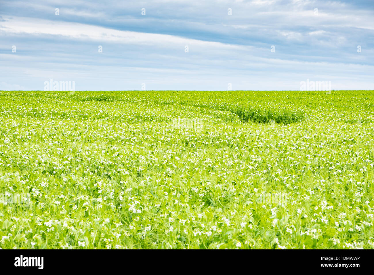 field of peas in bloom in spring with soft green leaves Stock Photo - Alamy
