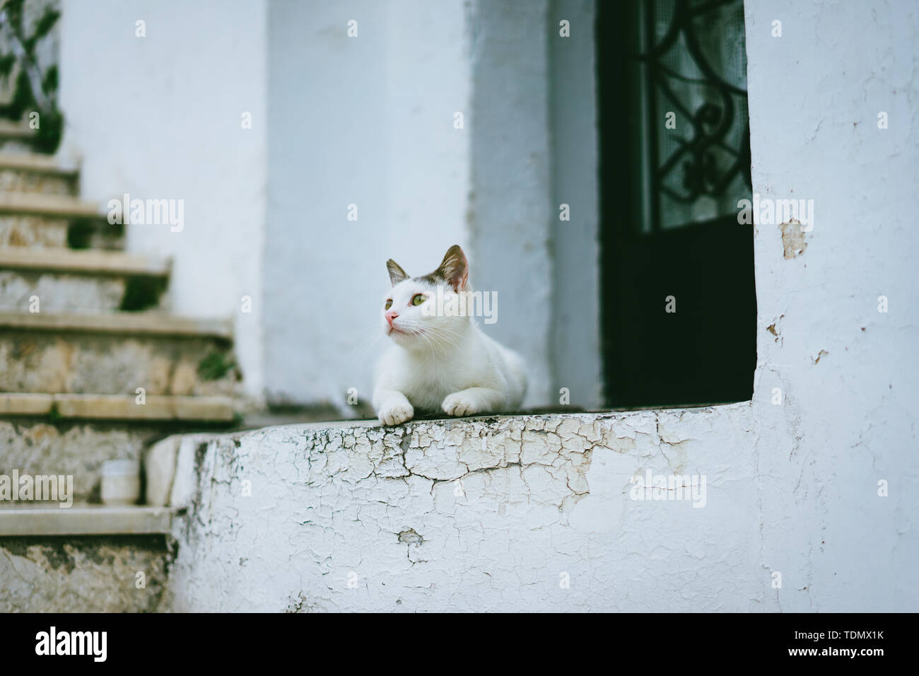 Street corner cat hi-res stock photography and images - Alamy