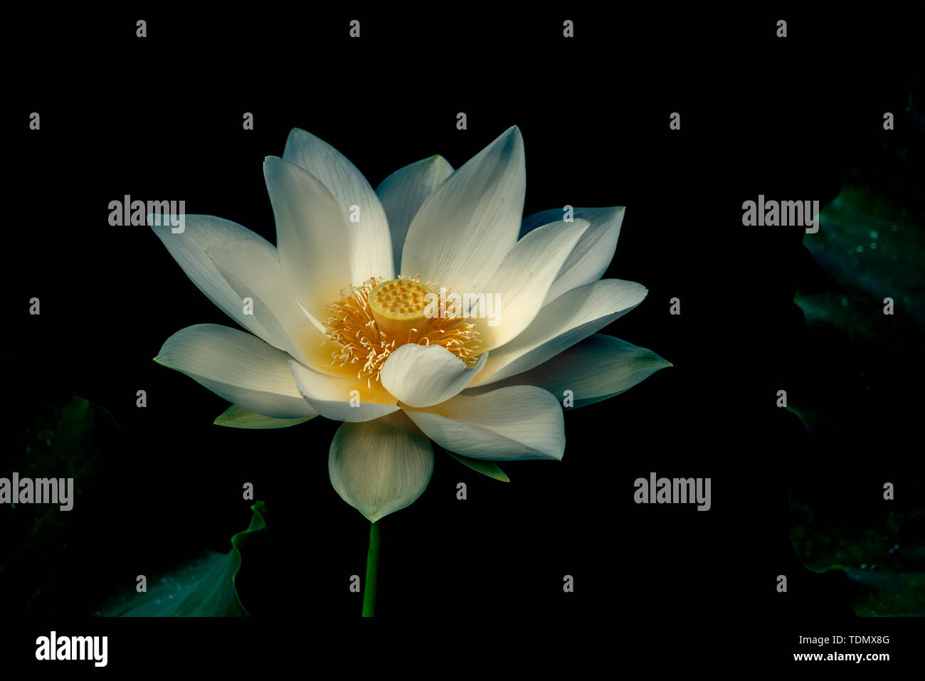 Foreign colors and lotus flowers of plants hi-res stock photography and ...