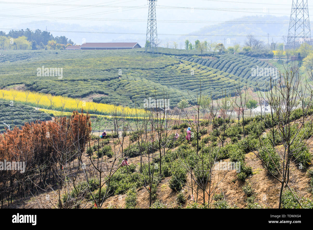 ecological tea garden Stock Photo - Alamy