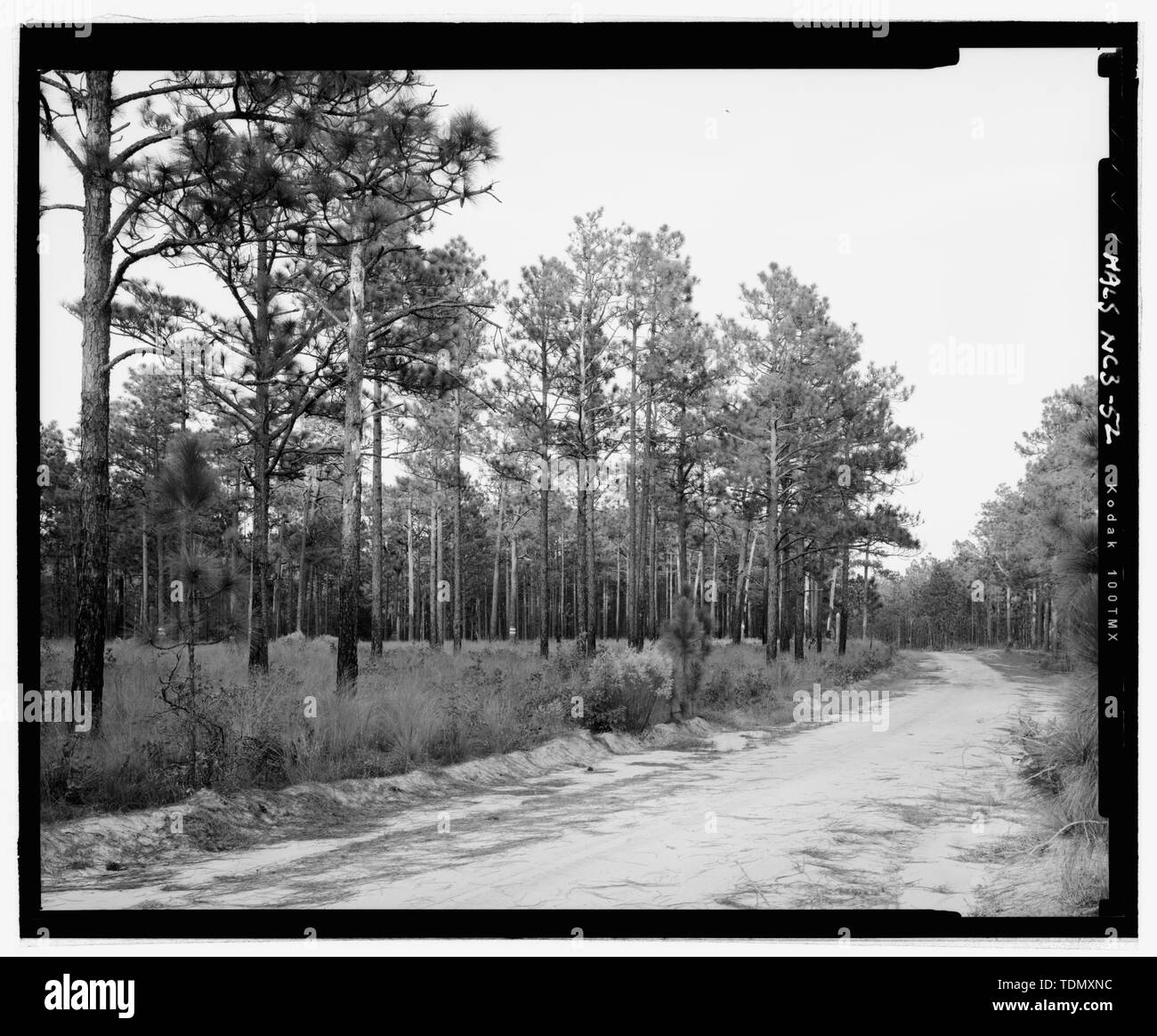 PINEHURST ROAD WITH LONGLEAF PINE FOREST, FACING NORTHEAST - Overhills ...