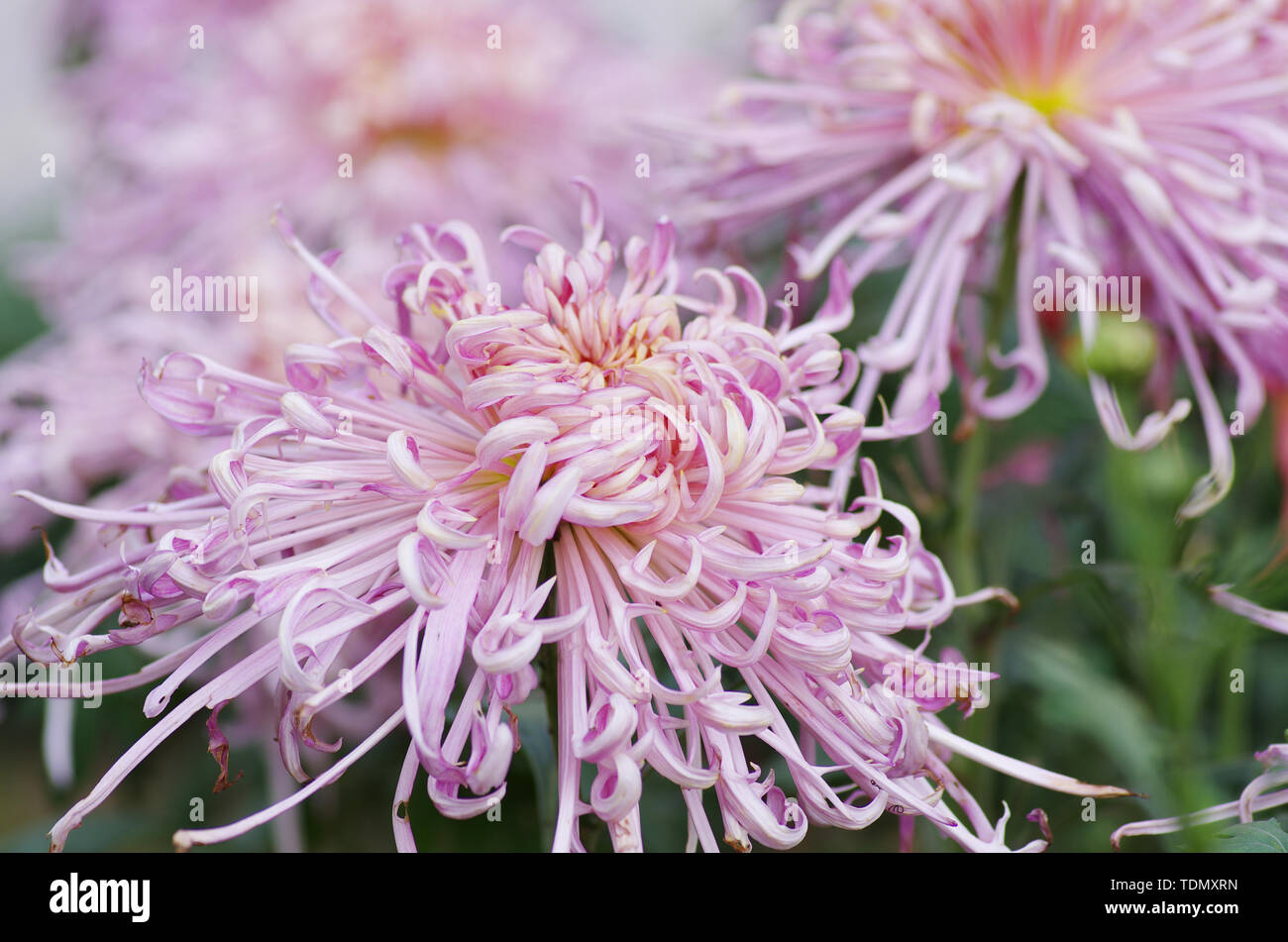 Planting chrysanthemum water hi-res stock photography and images - Alamy