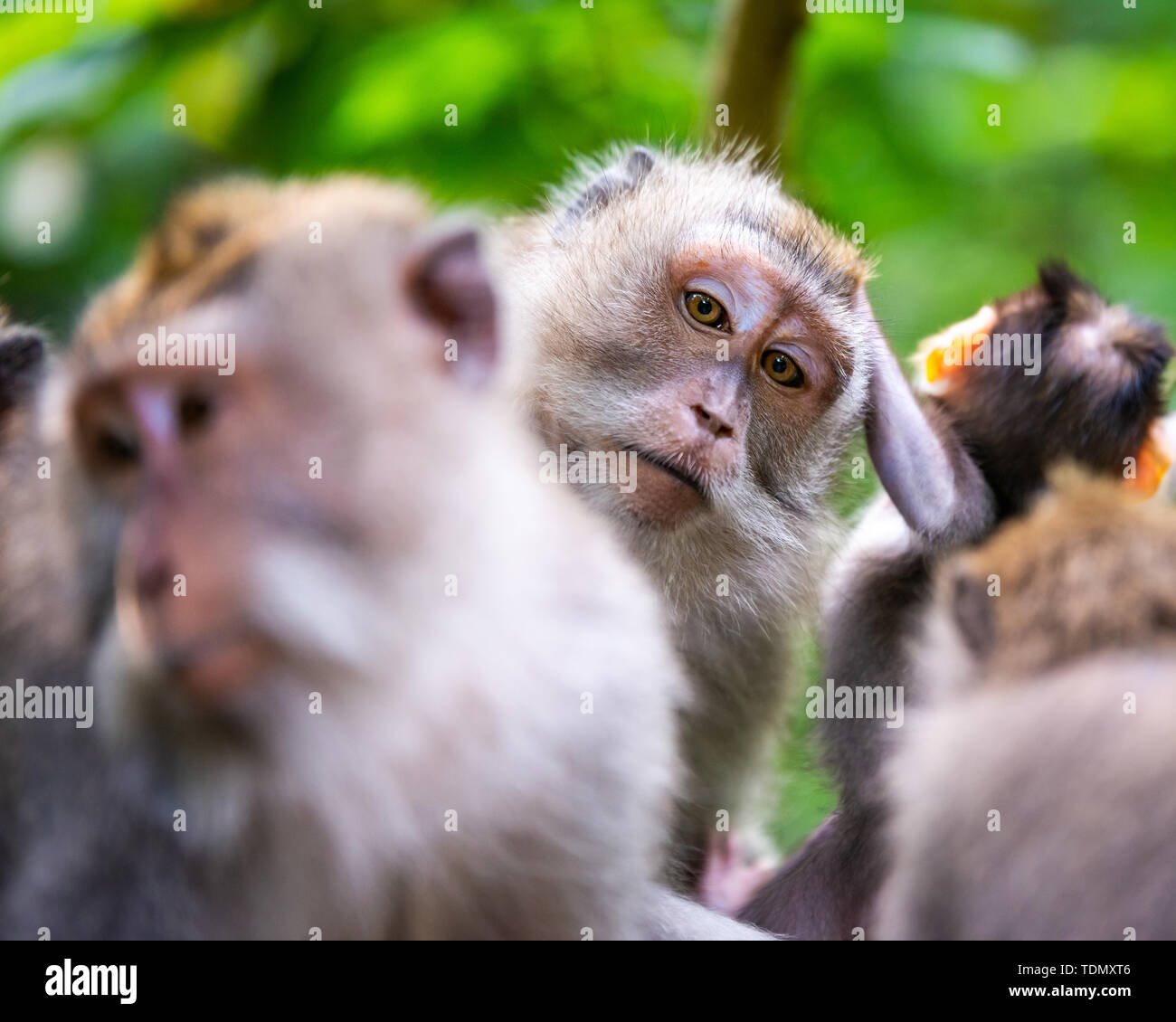 Macaque monkeys at Ubud Monkey Forest in Bali, Indonesia. One of them ...
