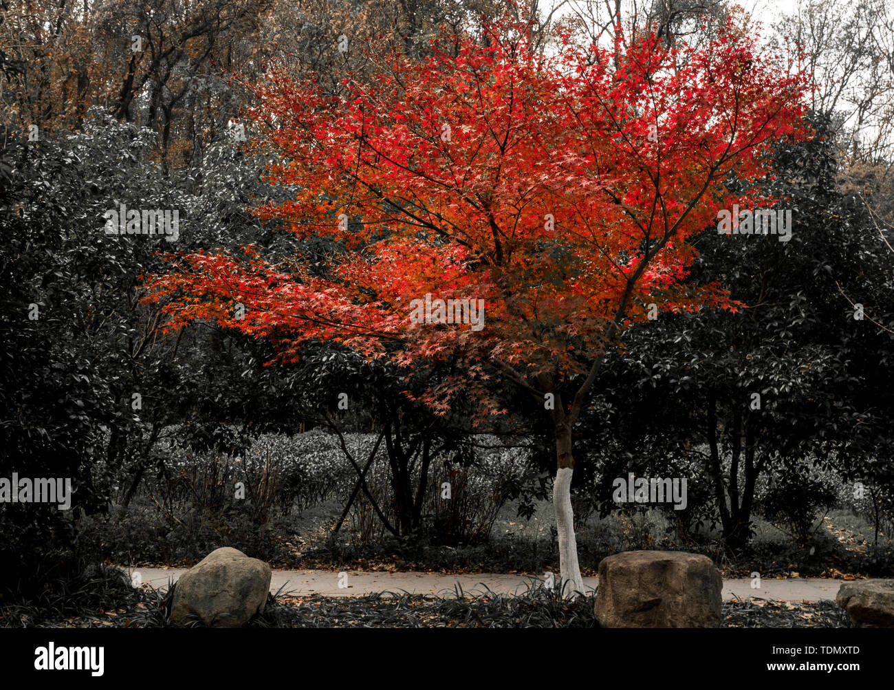 Jiuxi maple tree Stock Photo - Alamy