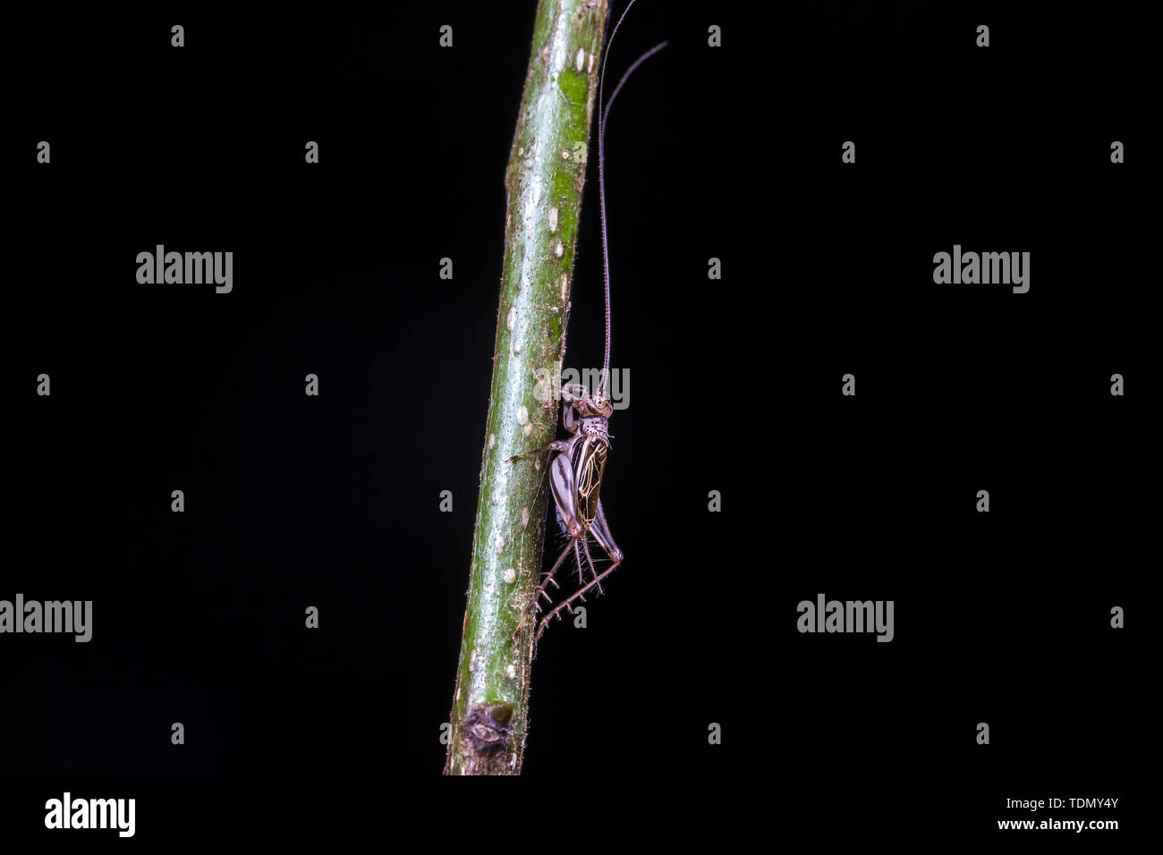 All kinds of worms Stock Photo - Alamy