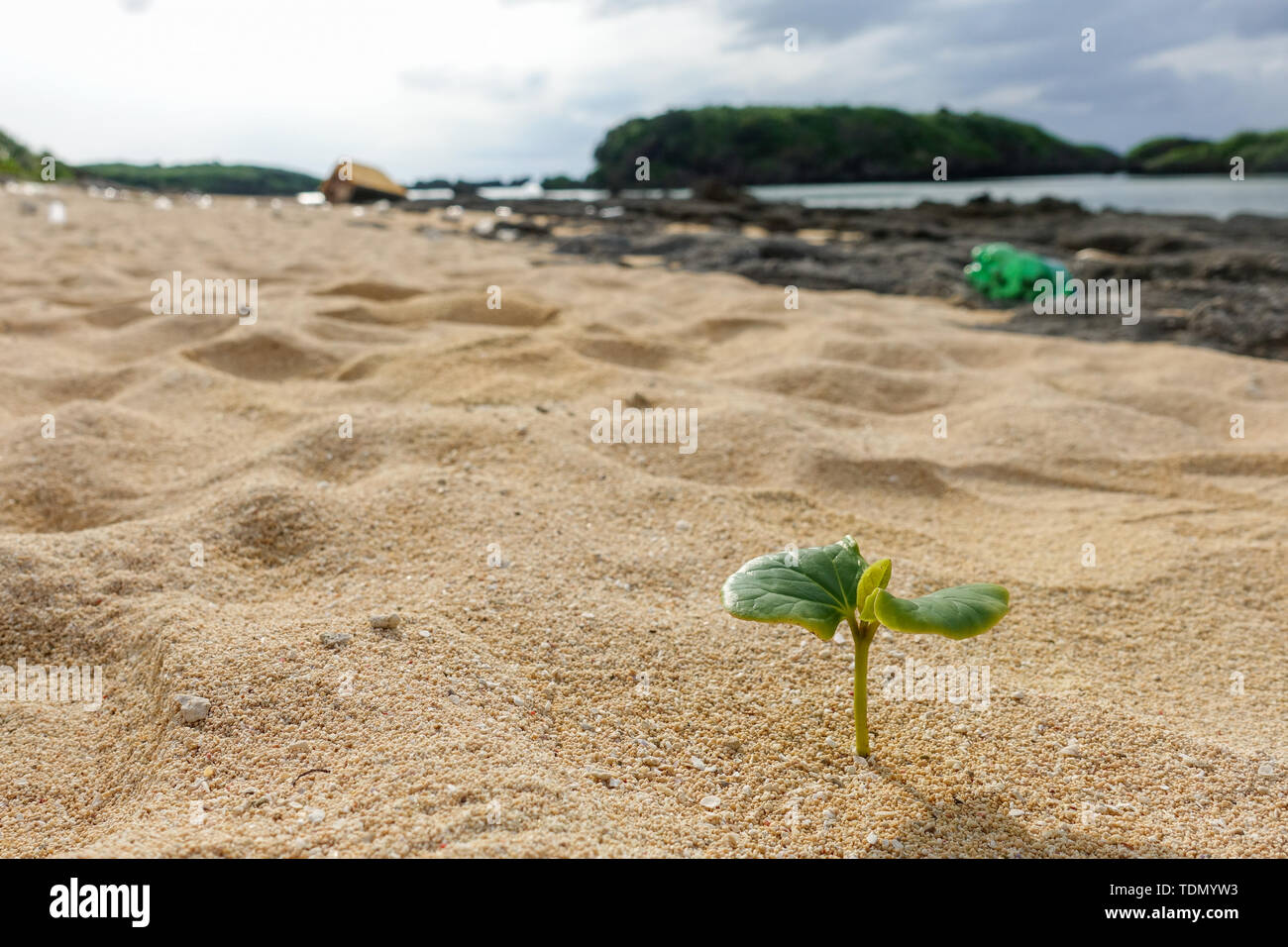 Sprouts of seashore false bindweed Stock Photo - Alamy