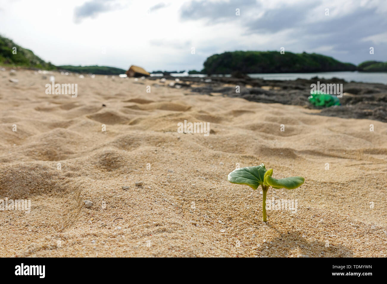 Island false bindweed hi-res stock photography and images - Alamy