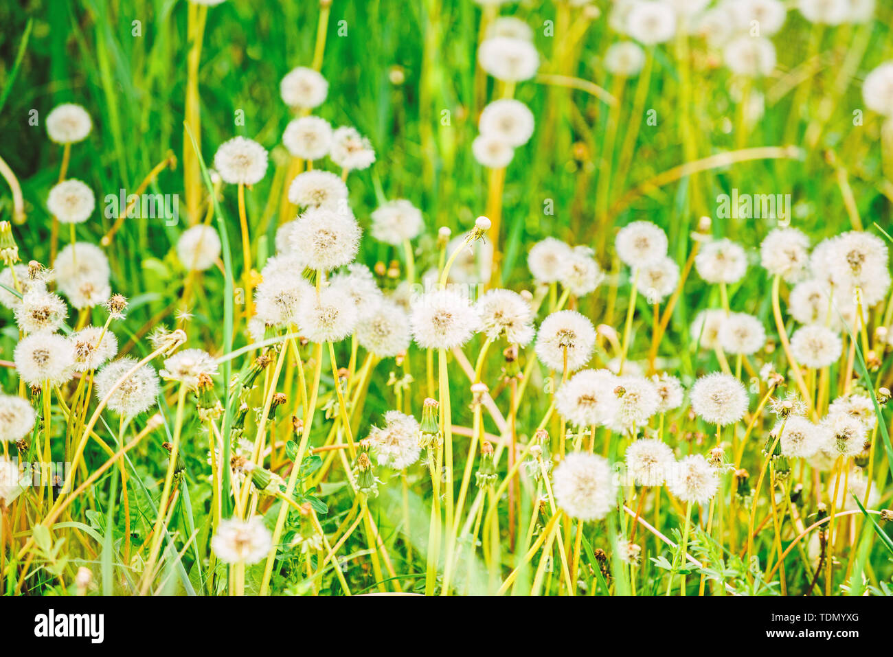 Meadow of white dandelions. Summer field. Dandelion field. spring ...