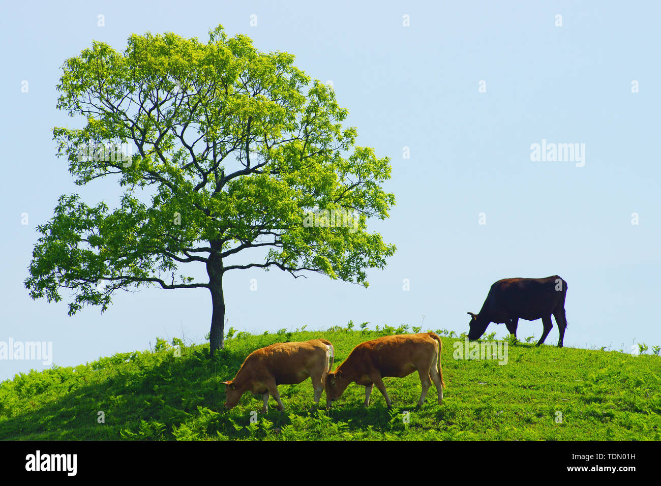 Japan mountain animals hi-res stock photography and images - Alamy