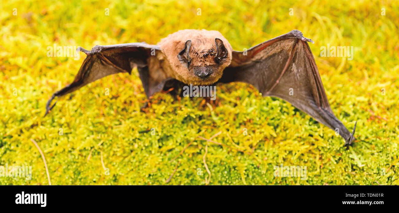 Bat emit ultrasonic sound to produce echo. Bat detector. Ugly bat ...