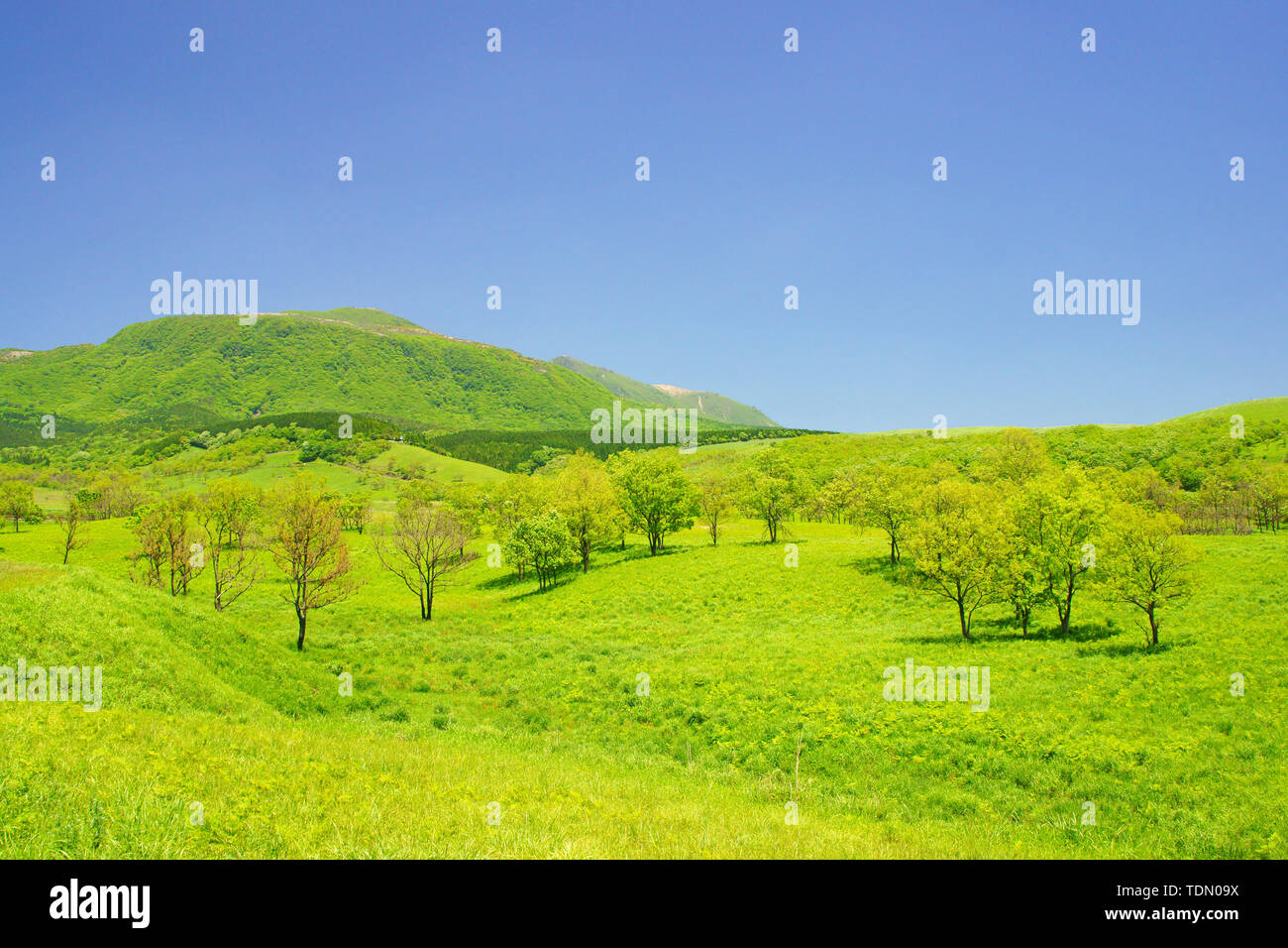 Field in fresh green Stock Photo - Alamy