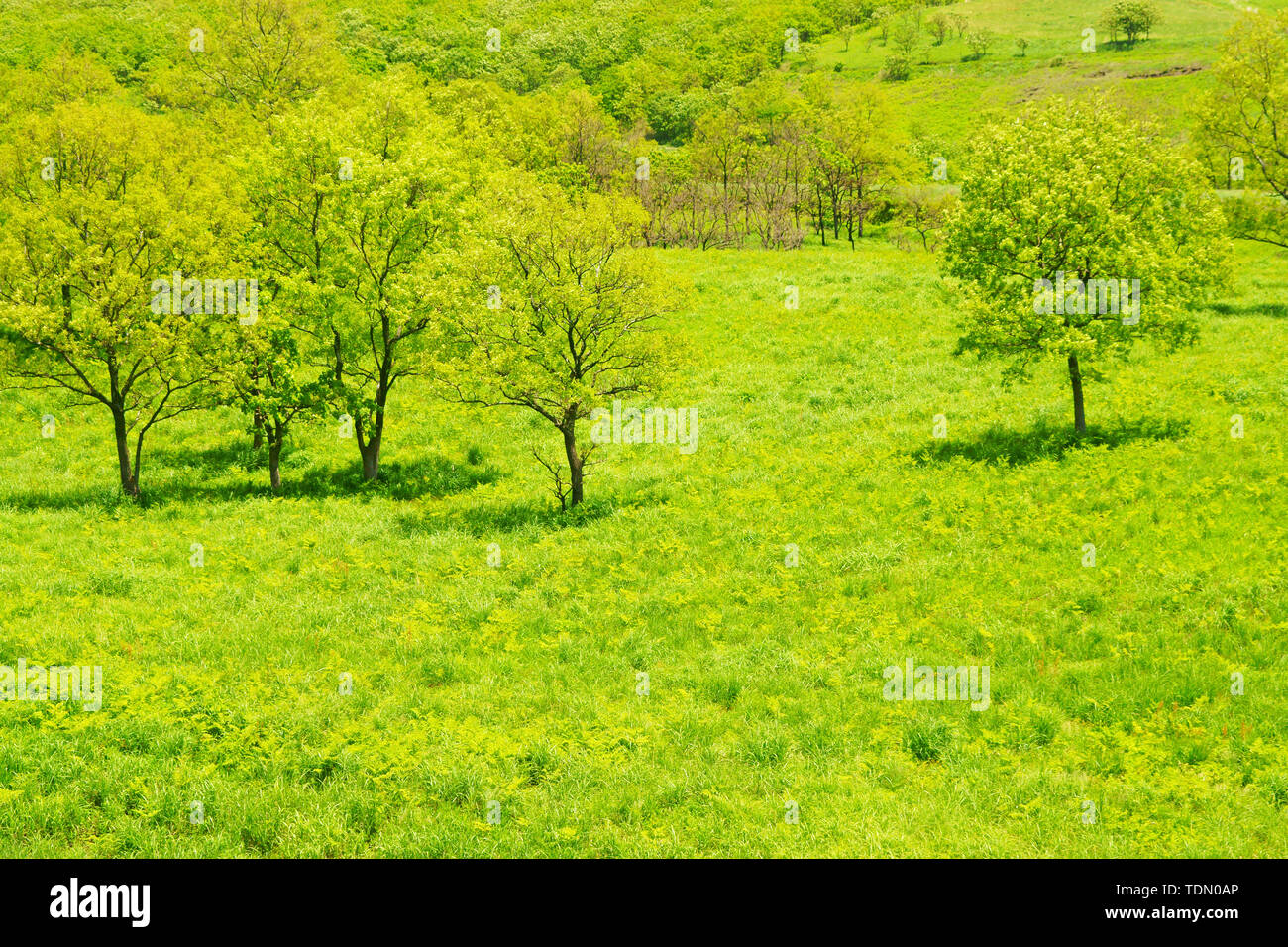 Field in fresh green Stock Photo - Alamy