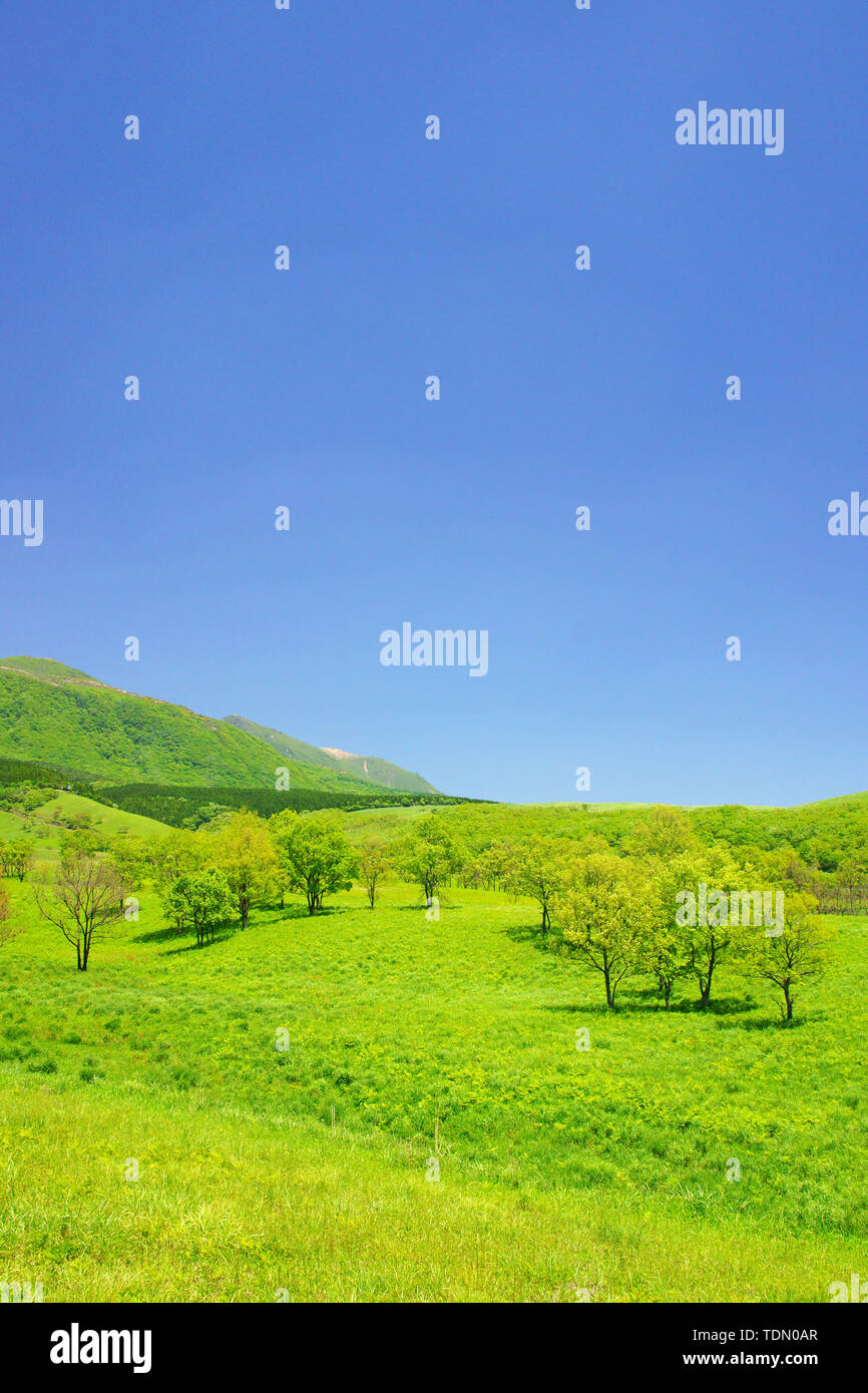 Field in fresh green Stock Photo - Alamy