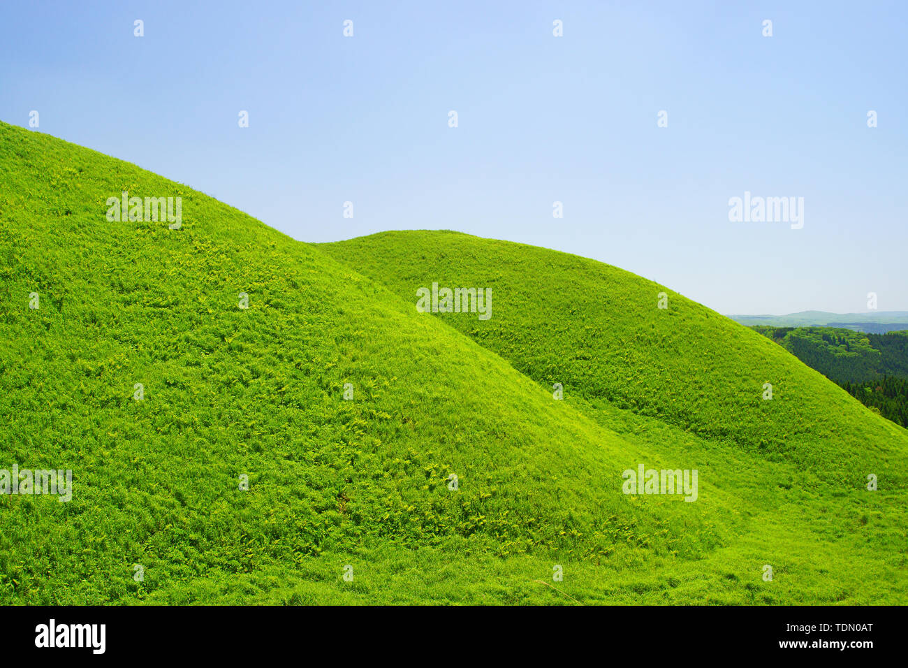 Field in fresh green Stock Photo - Alamy