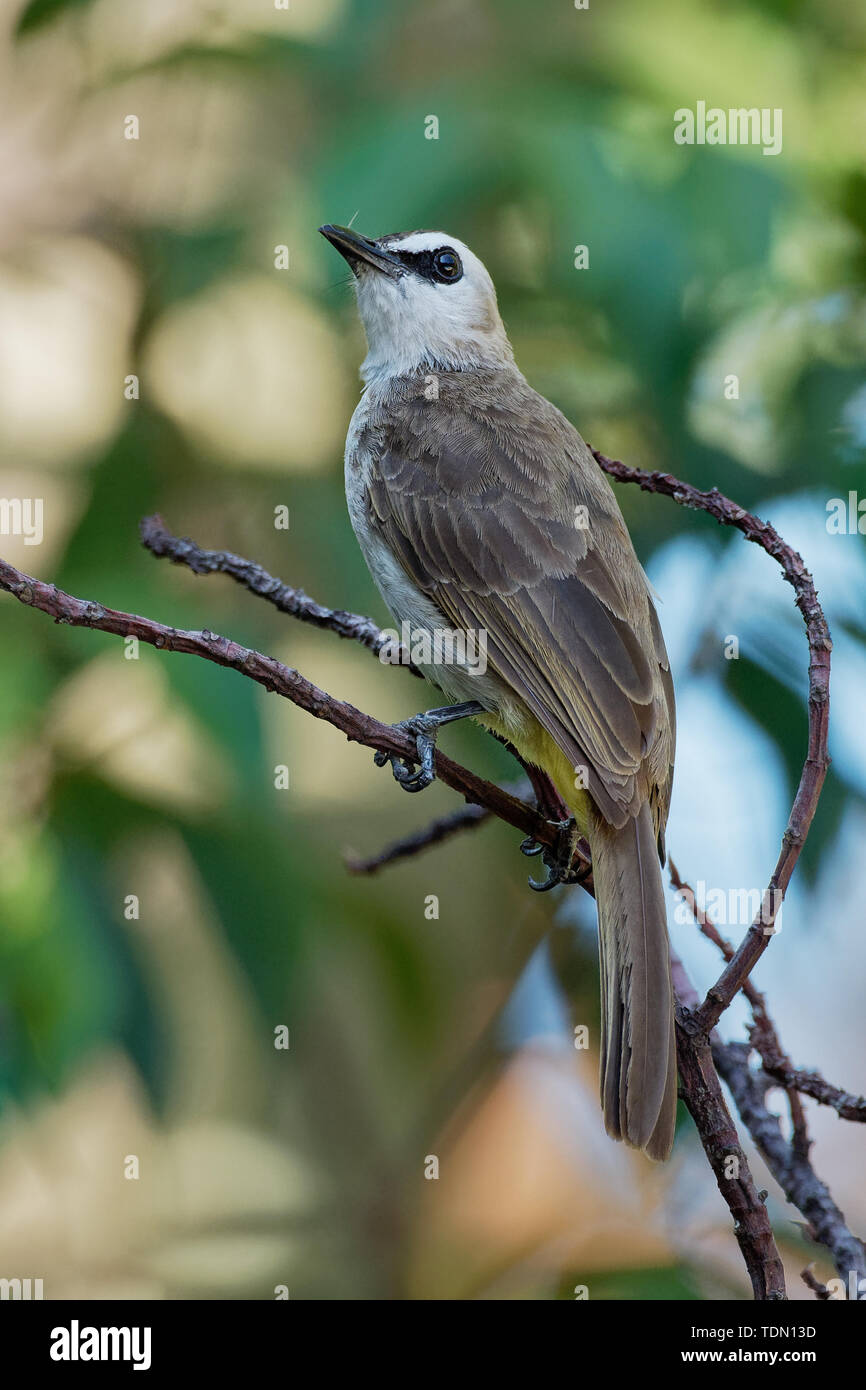 Yellow-vented Bulbul - Pycnonotus goiavier or eastern yellow-vented ...