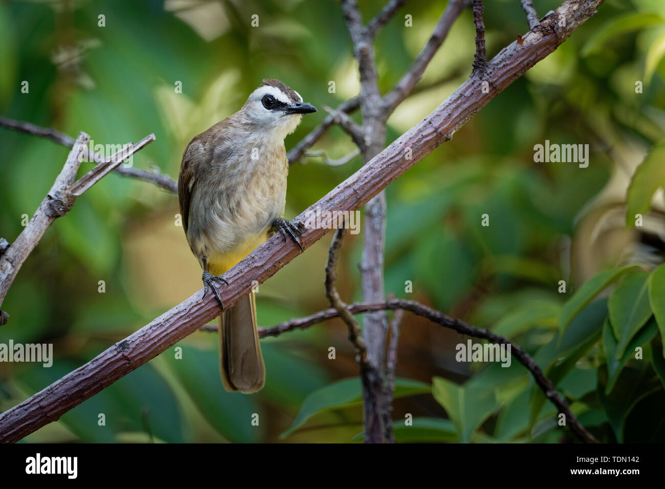 Yellow-vented Bulbul - Pycnonotus goiavier or eastern yellow-vented ...