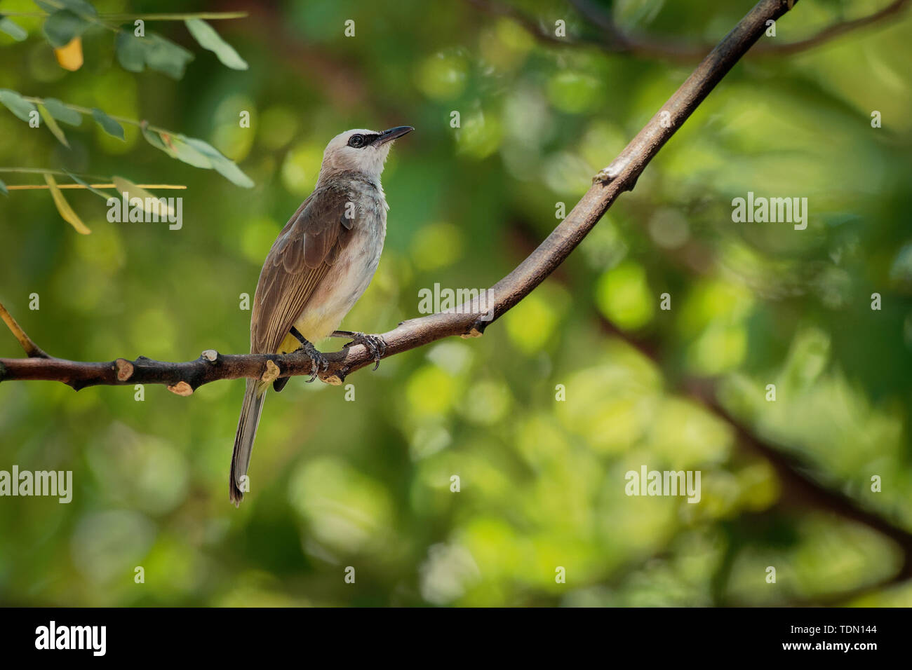 Yellow-vented Bulbul - Pycnonotus goiavier or eastern yellow-vented ...