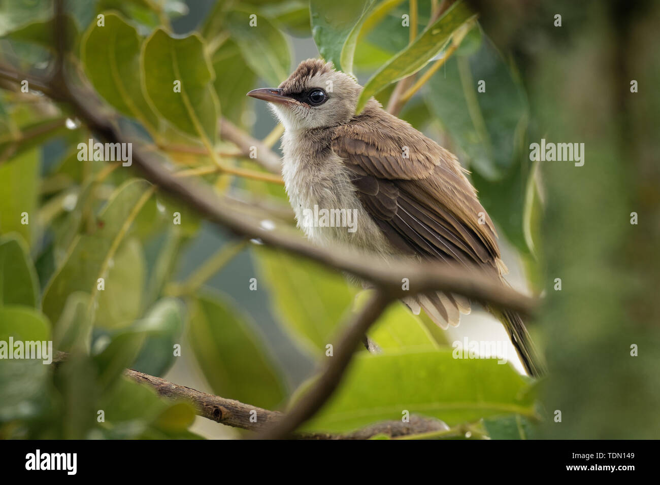 Yellow vented bulbul bird hi-res stock photography and images - Alamy