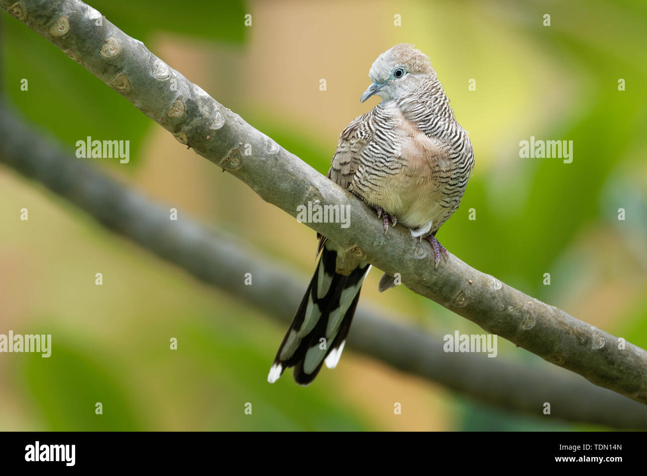 Zebra Dove - Geopelia striata also known as barred ground dove, is a ...