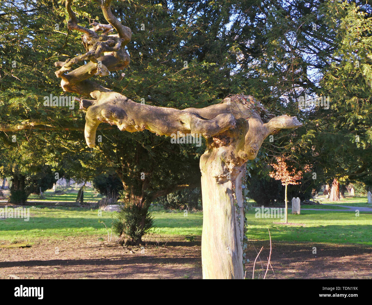 Right Angle In Nature