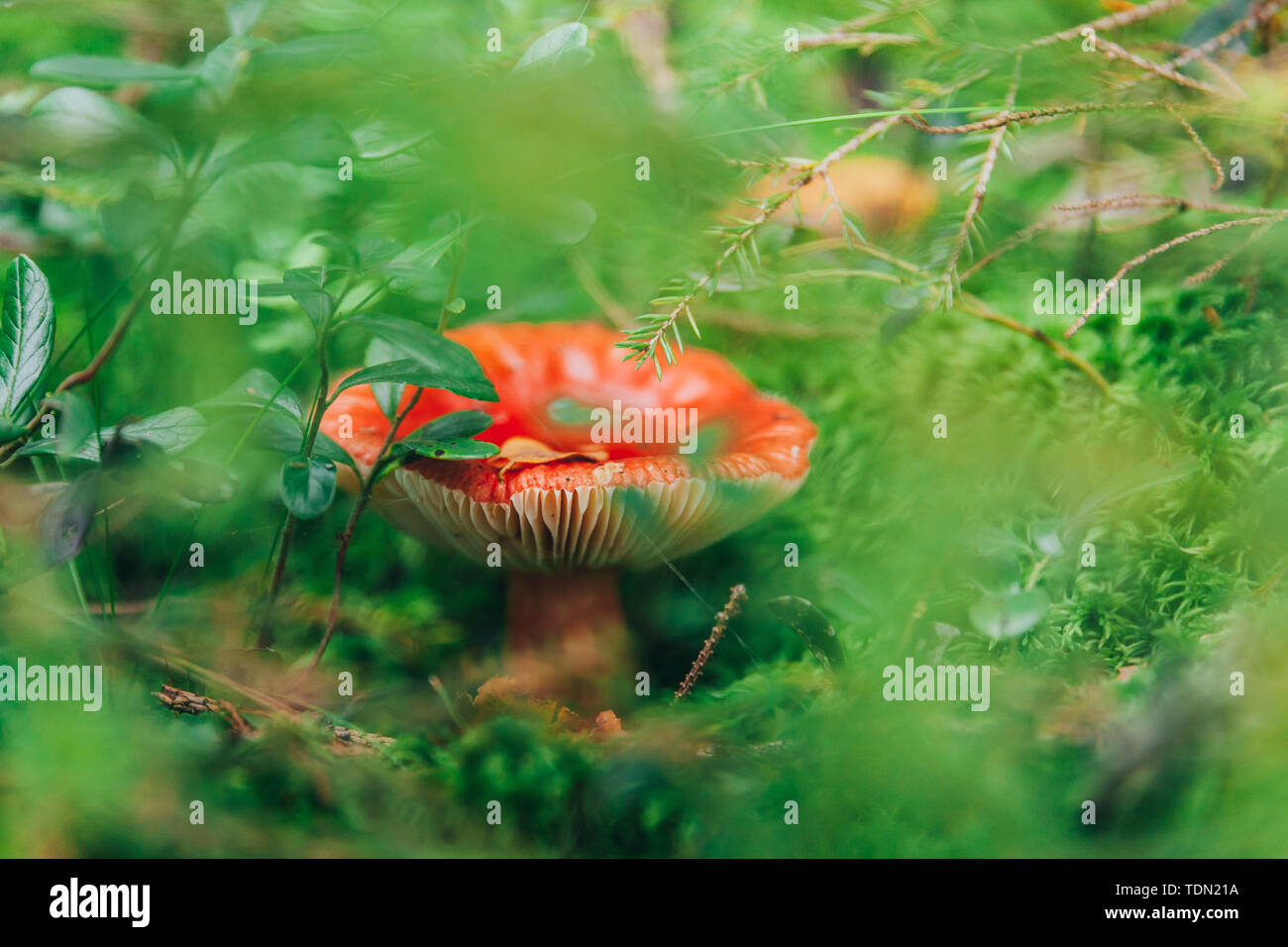 Edible small mushroom Russula with red russet cap in moss autumn forest ...