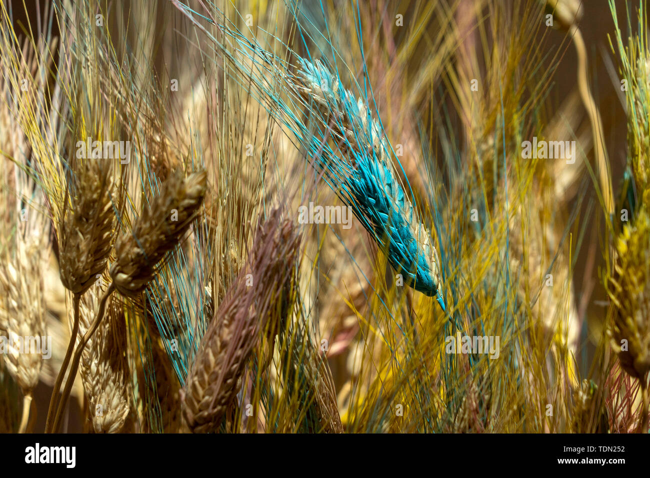 Transgenic mutated blue wheat spike detail Stock Photo - Alamy