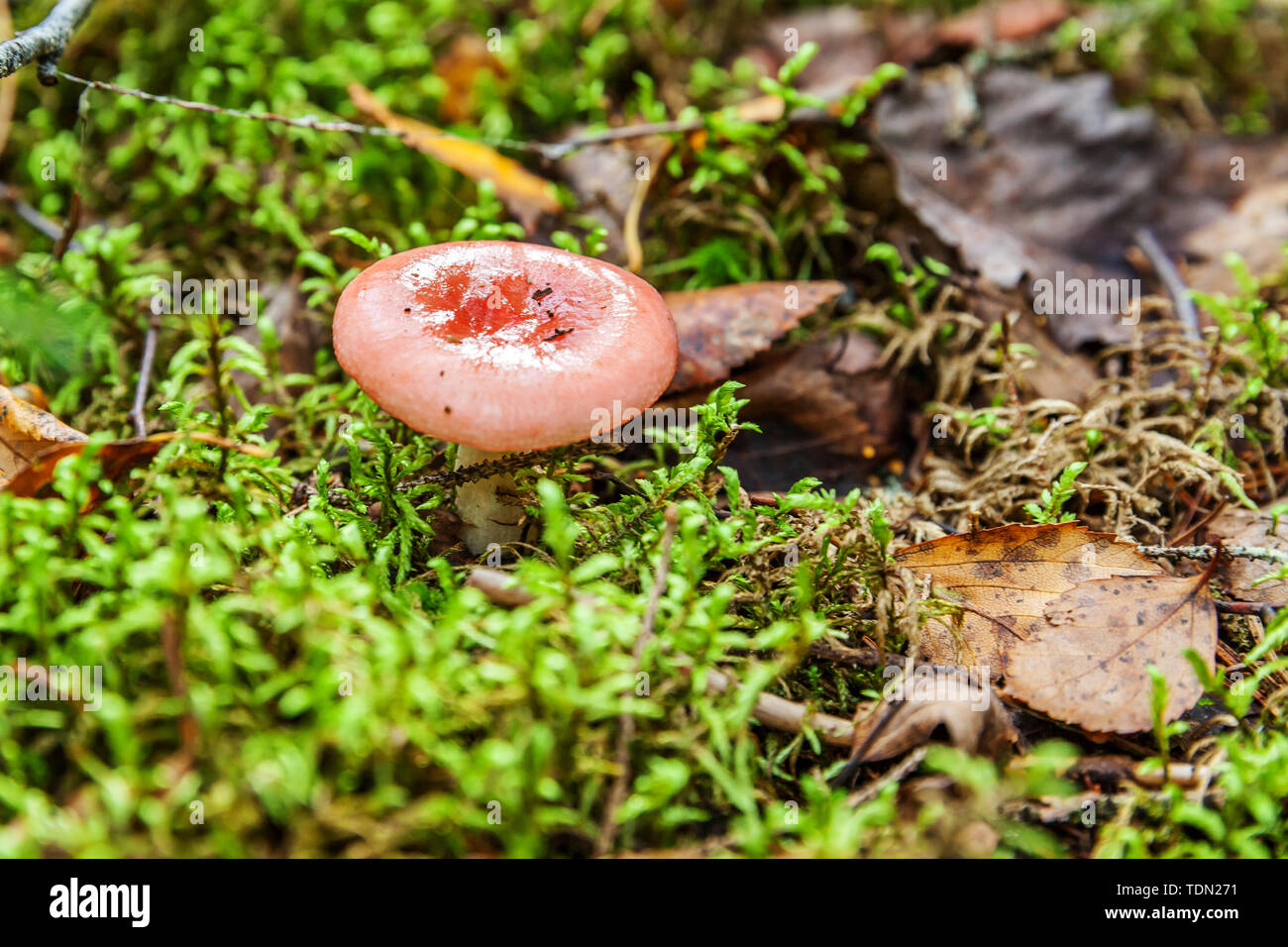 Edible small mushroom Russula with red russet cap in moss autumn forest ...