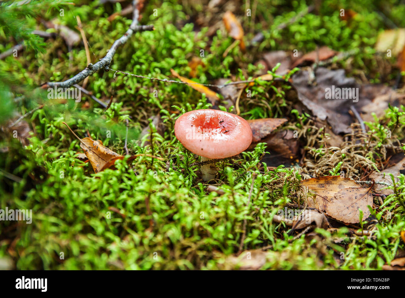 Edible small mushroom Russula with red russet cap in moss autumn forest ...