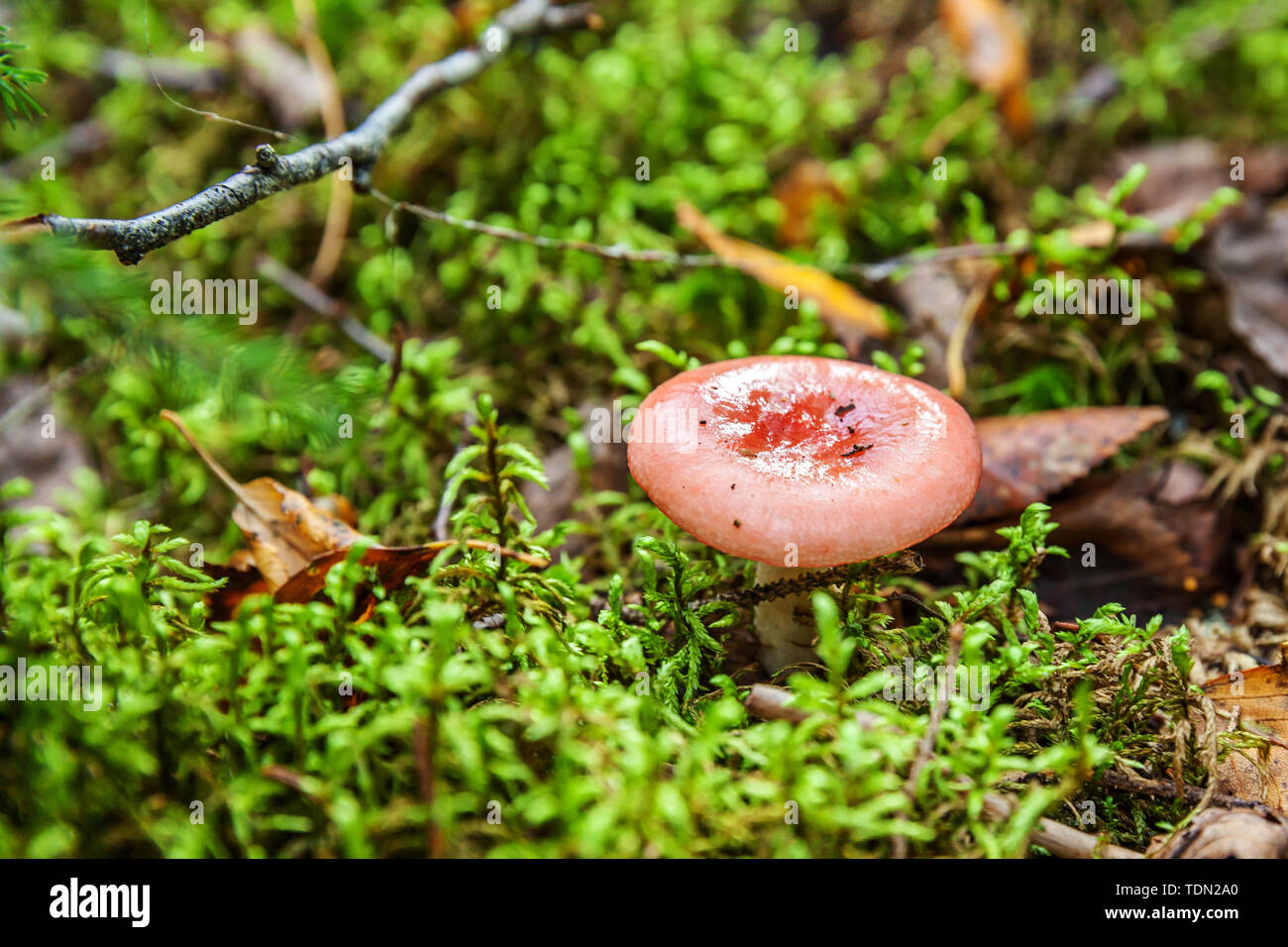 Mushroom russet hi-res stock photography and images - Alamy