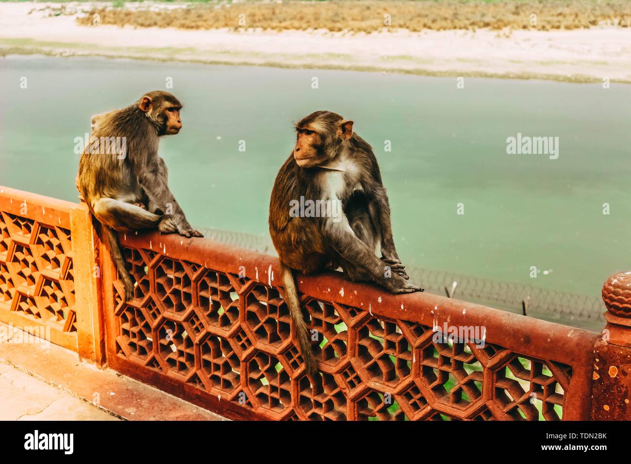 Two monkeys sitting on the metallic bridge fence looking back with a ...