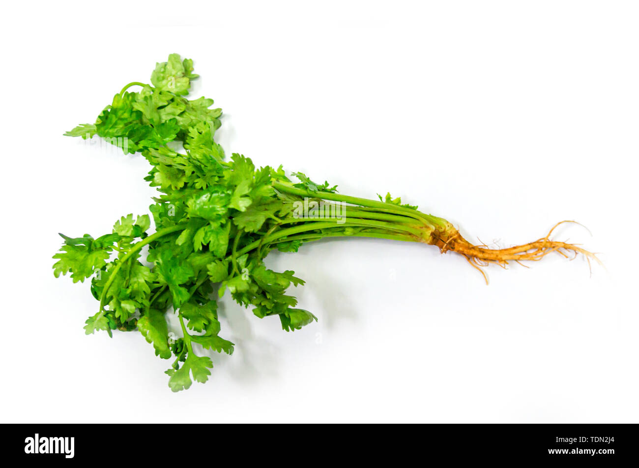 Fresh cilantro on a white background Stock Photo - Alamy