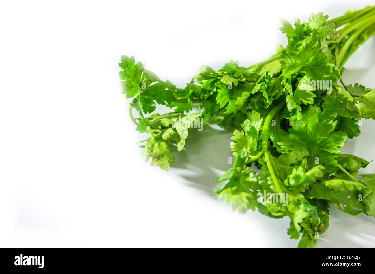 Fresh cilantro on a white background Stock Photo - Alamy