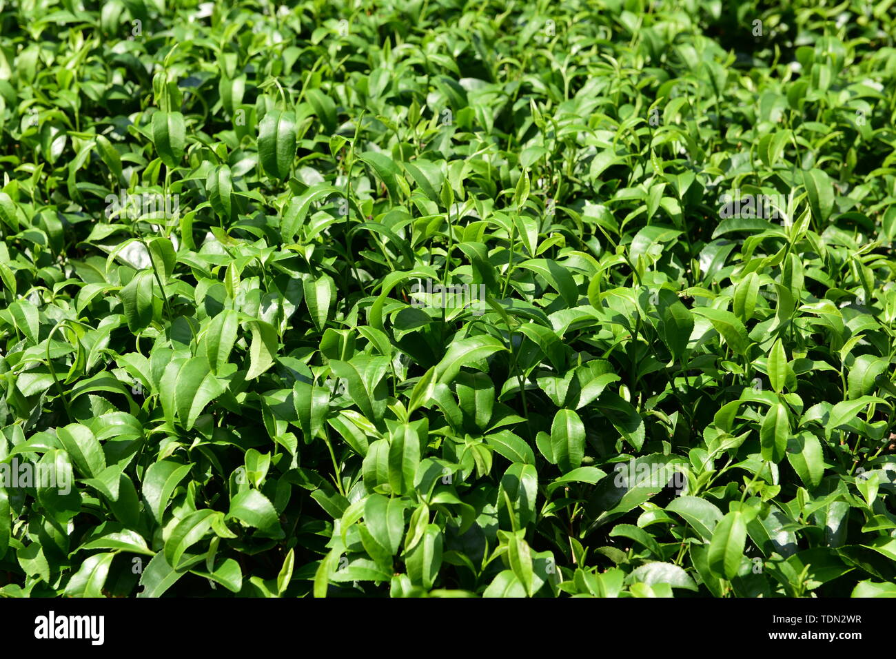 Tea garden scenery Stock Photo - Alamy