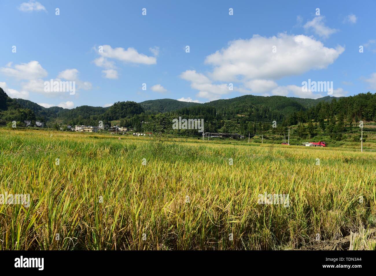 High definition rice hi-res stock photography and images - Alamy