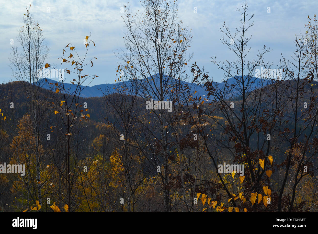 Beauty of nature in the Primorsky region of Russia Stock Photo - Alamy