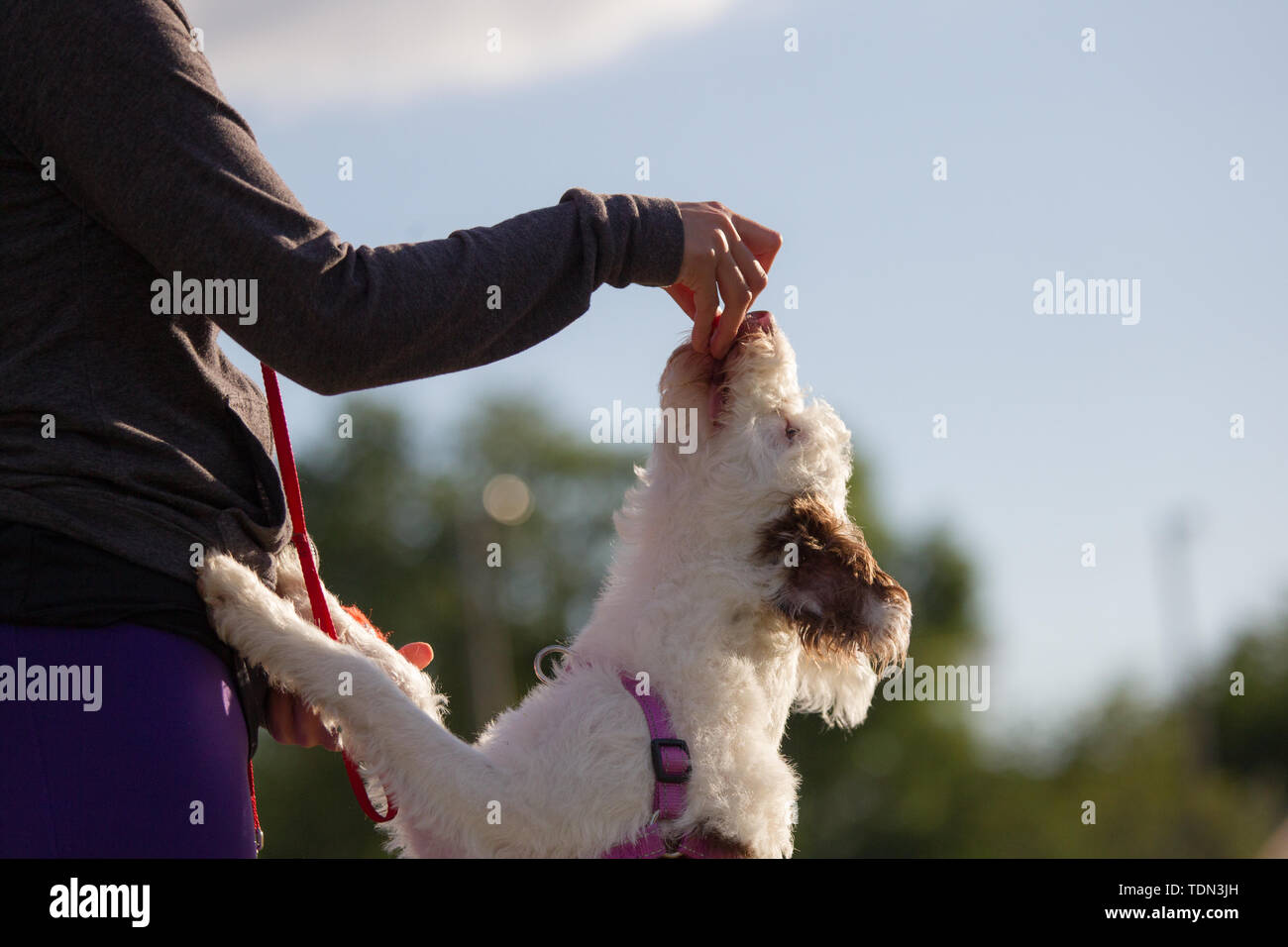 The Jack Russell Terror Stock Photo - Alamy