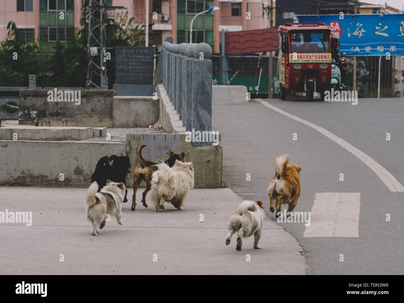 A group of dogs running, a group of dogs playing on the road Stock ...