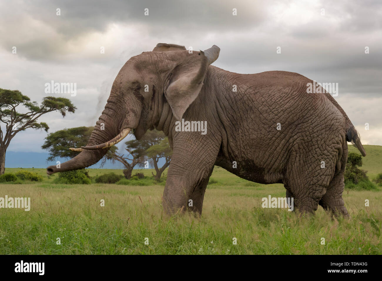 Full body of elephant hi-res stock photography and images - Alamy