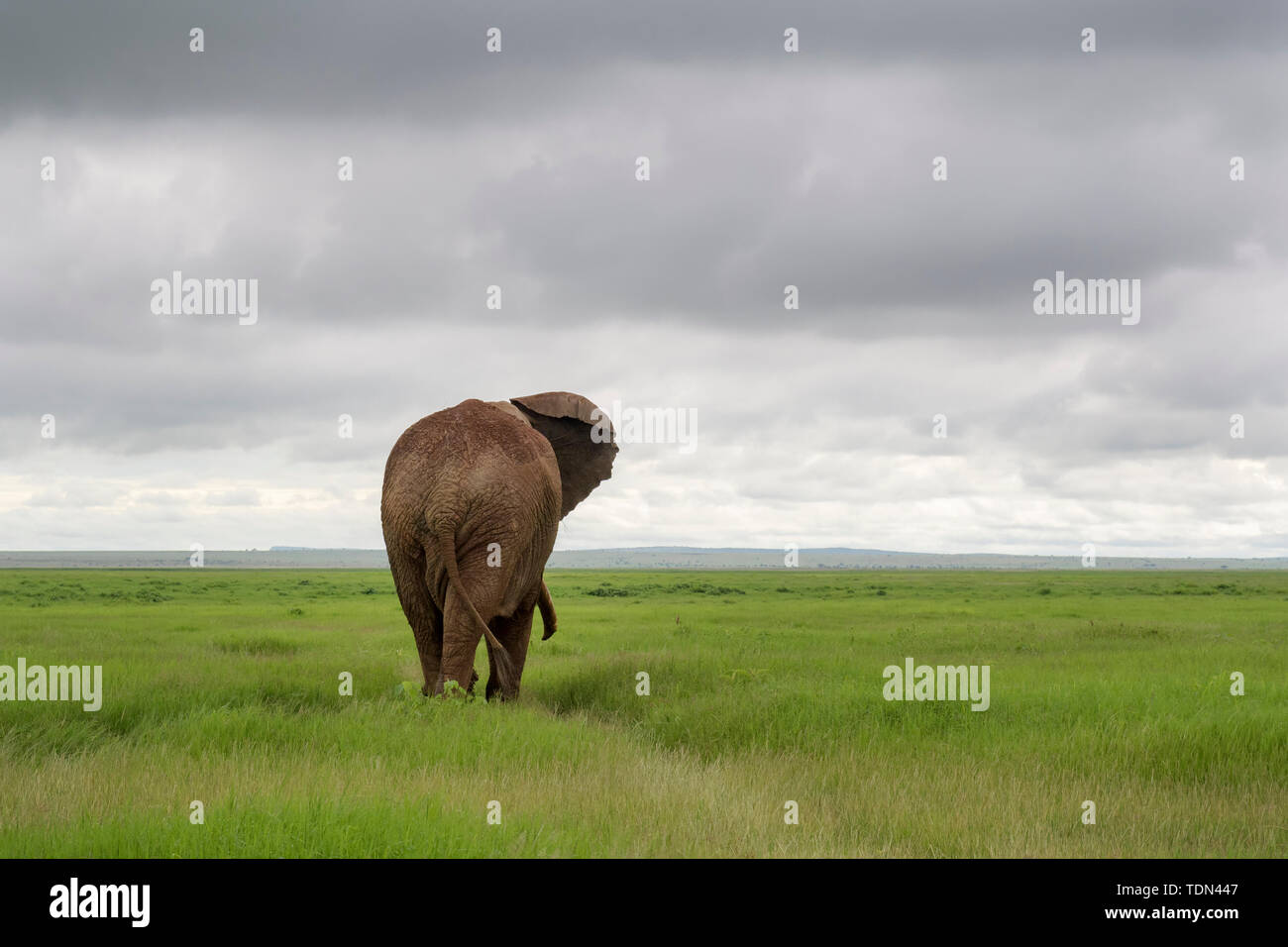 Bull cow from behind hi-res stock photography and images - Alamy