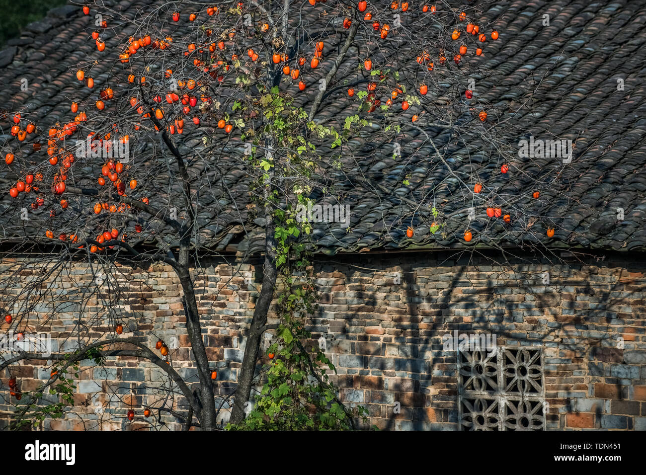 Persimmons Hanging High Resolution Stock Photography and Images - Alamy