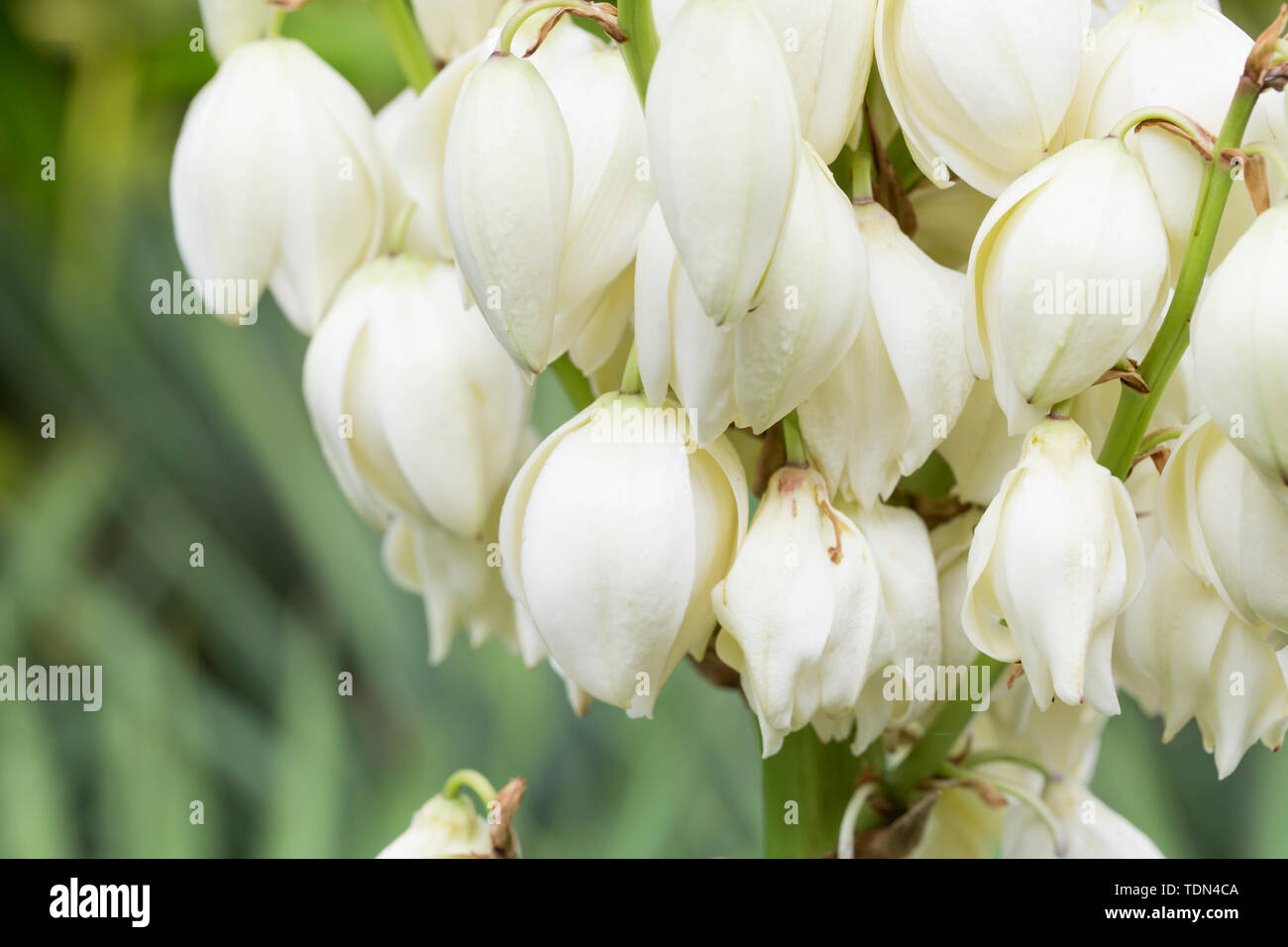 Phoenix-tailed silk orchid Stock Photo - Alamy